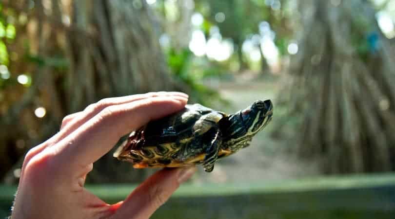 August A. Busch Memorial Conservation Area
